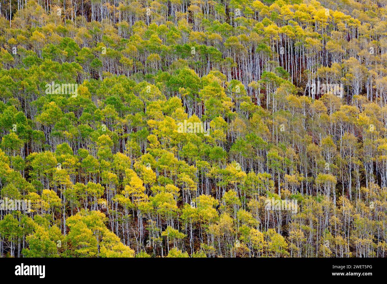 Utah aspen trees hi-res stock photography and images - Alamy