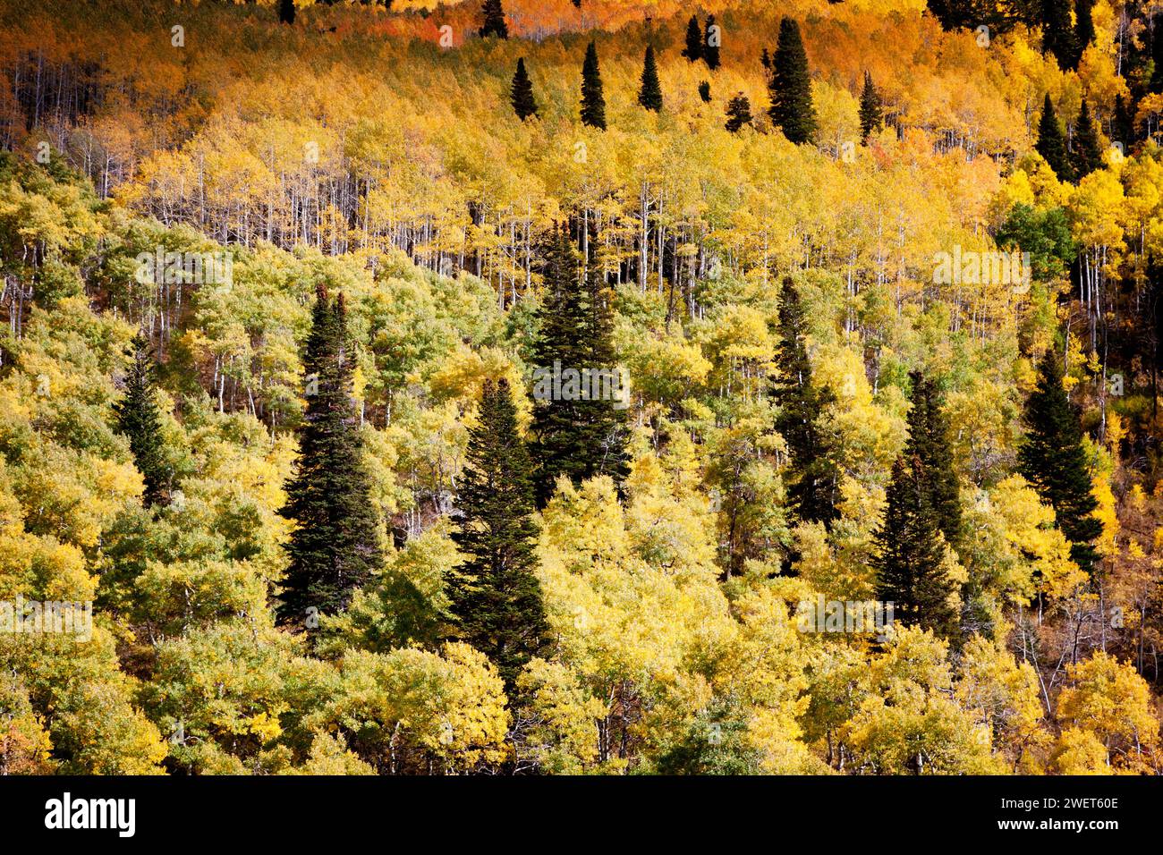 Utah aspen trees hi-res stock photography and images - Alamy
