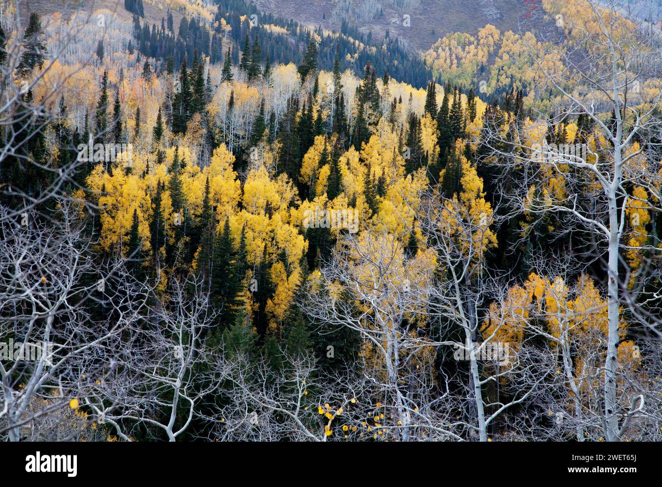 Utah aspen trees hi-res stock photography and images - Alamy