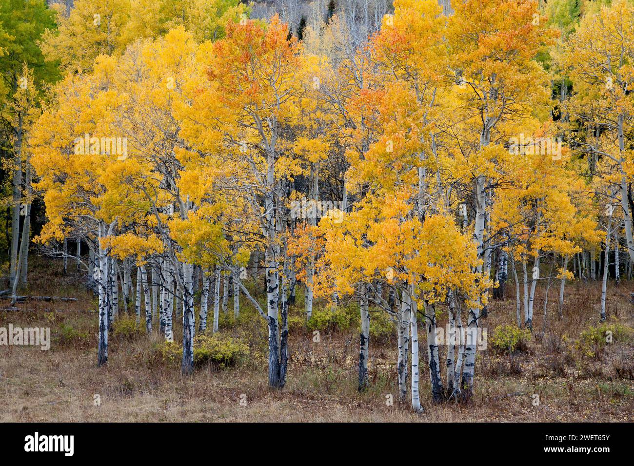Aspen Tree Fall Foliage Wasatch Mountain Range,Utah Stock Photo - Alamy