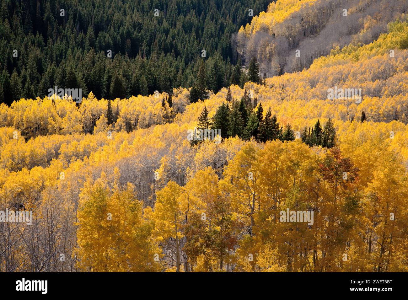 Utah aspen trees hi-res stock photography and images - Alamy