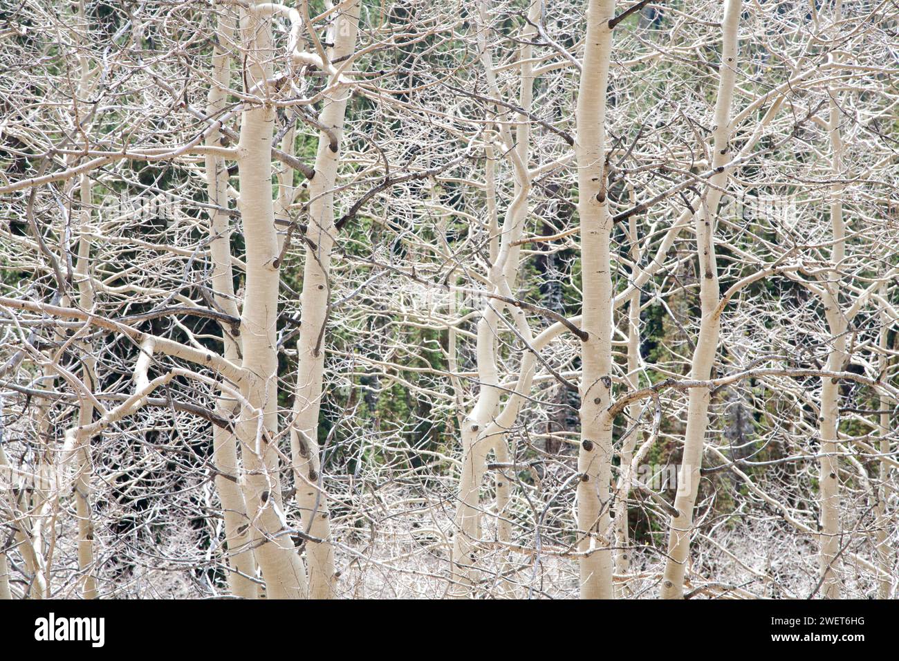Aspen trees in wasatch hi-res stock photography and images - Alamy