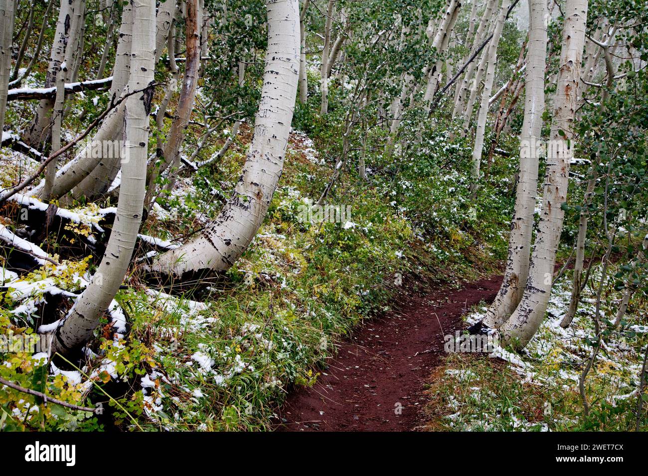 Aspen trees in wasatch hi-res stock photography and images - Alamy