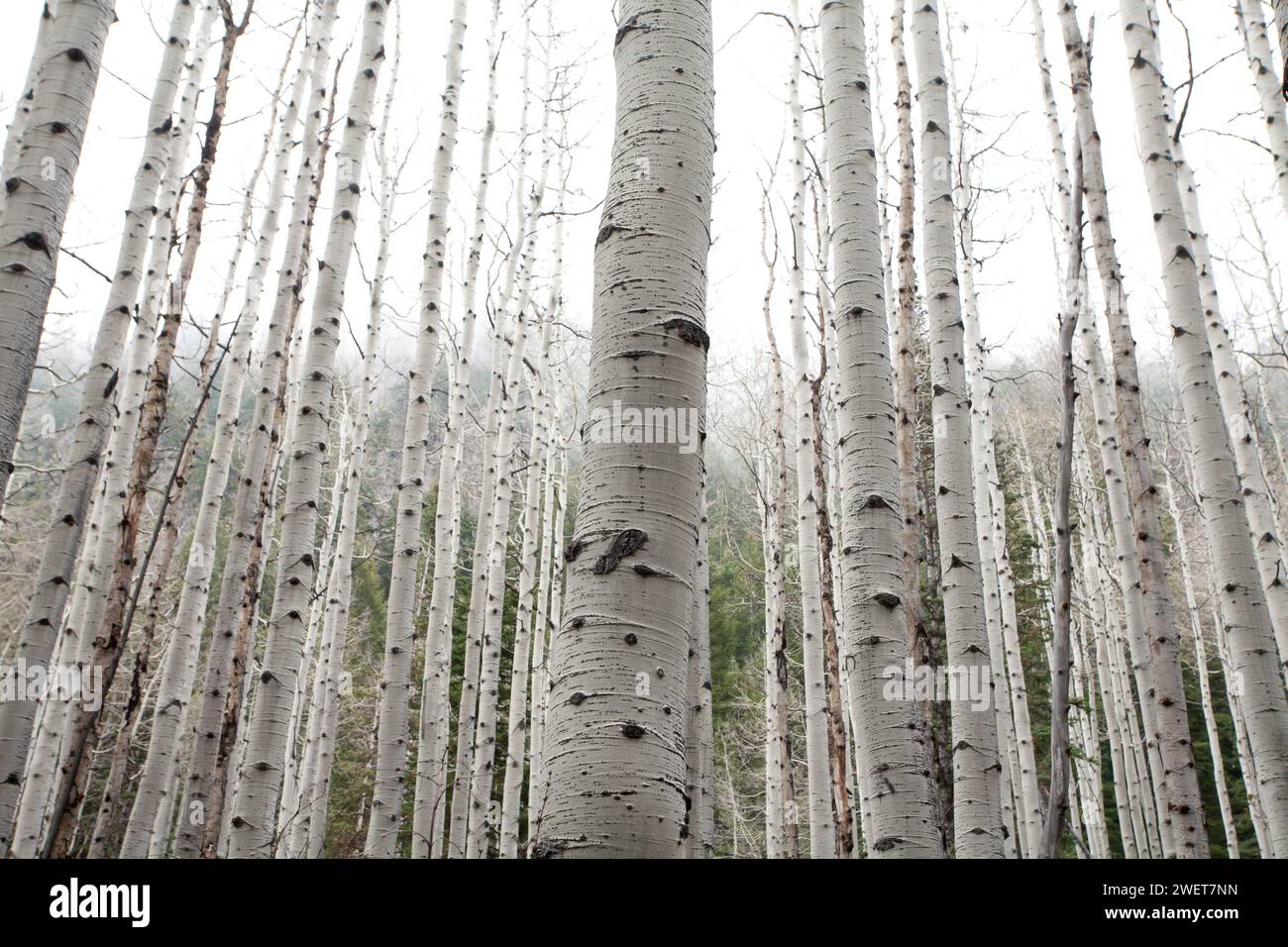 Utah, Wasatch Mountain Range USA Stock Photo - Alamy