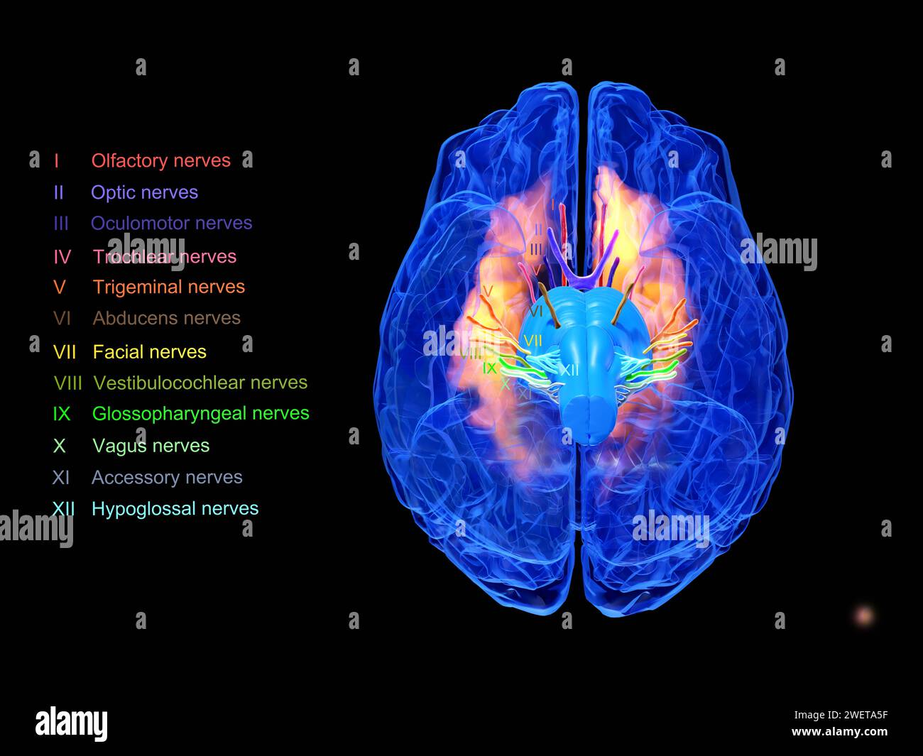 Brainstem Cranial Nerves Mri
