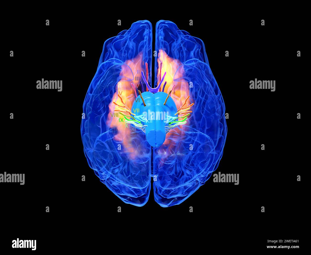 Illustration of the cranial nerves, 12 sets of nerves which connect the ...