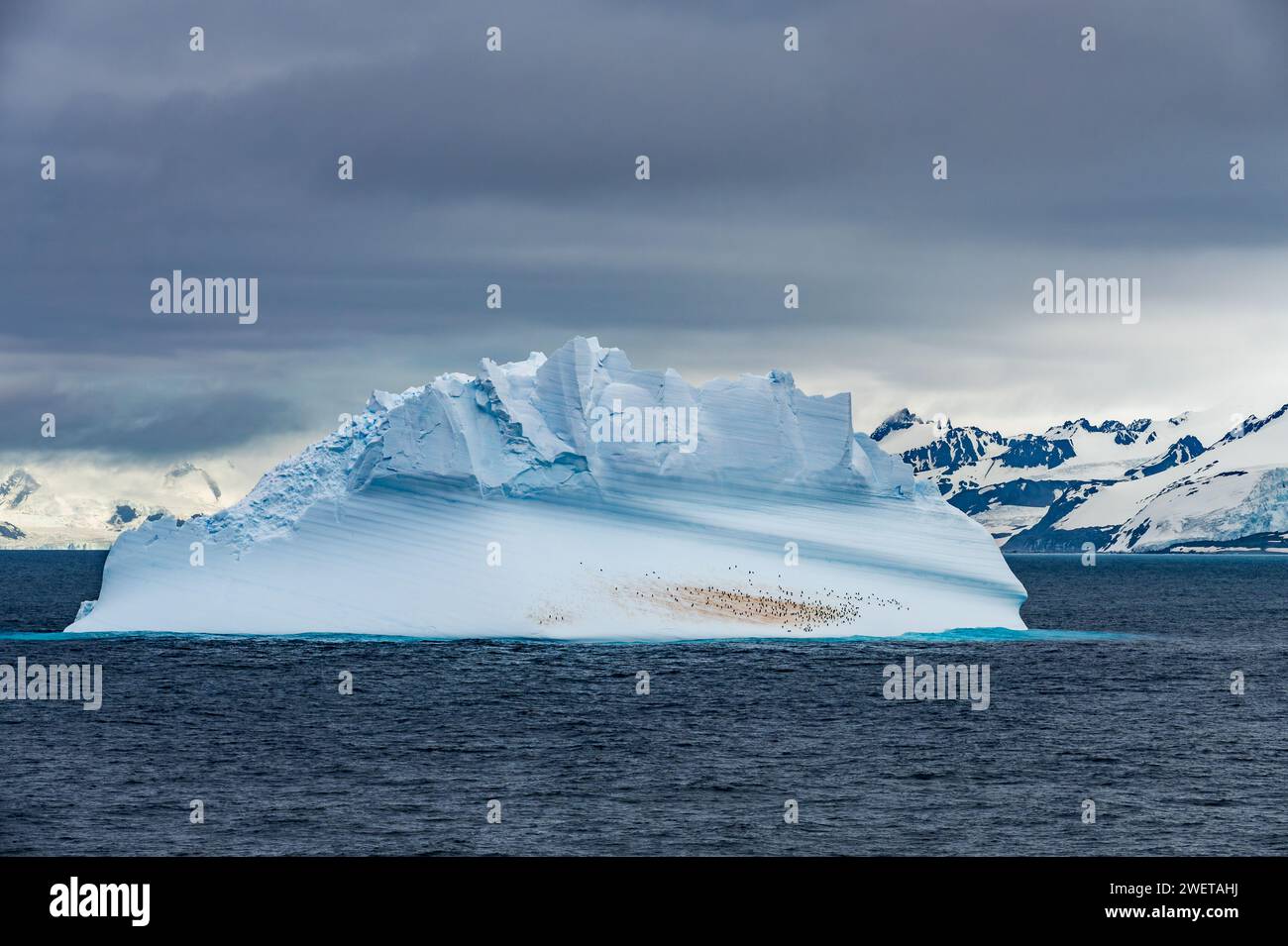Giant iceberg with penguins floating in the water near the Elephant ...
