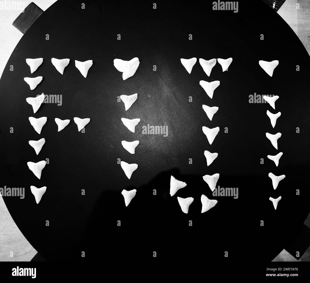 Shark teeth from Fiji Stock Photo - Alamy Shark teeth from Fiji Stock Photo - Alamy