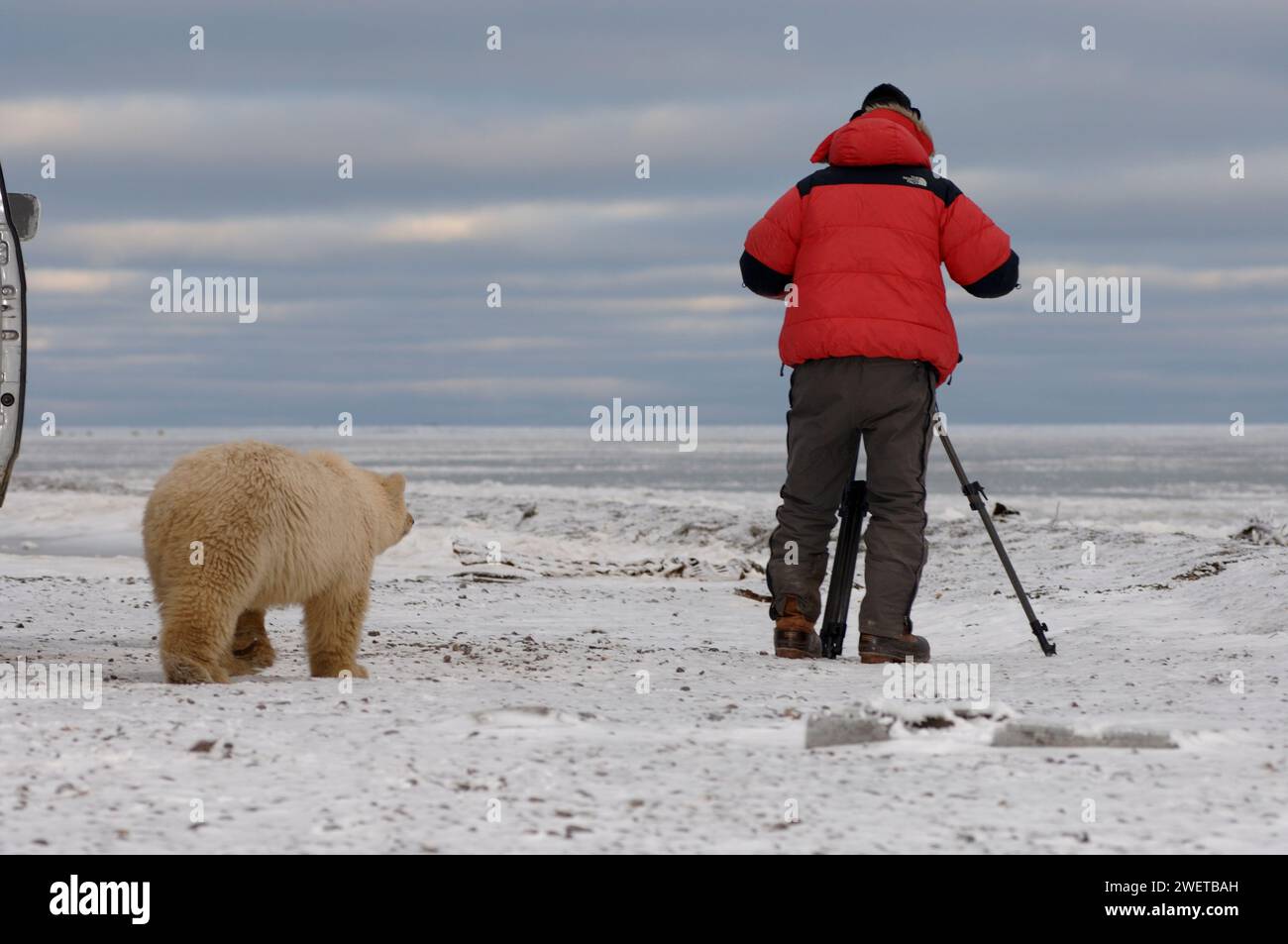 polar bear, Ursus maritimus, subadult checks out a wildlife observer ...