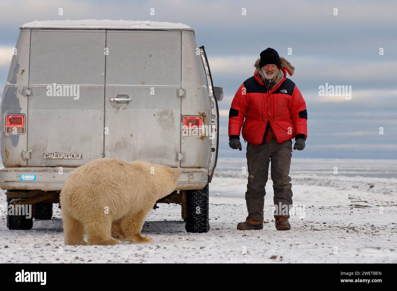 polar bear, Ursus maritimus, subadult checks out a wildlife observer ...