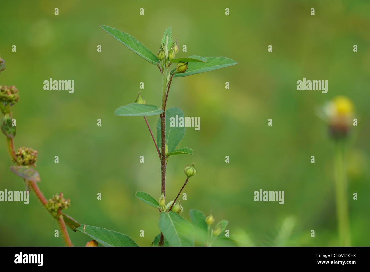 Sida rhombifolia (Indian hemp) in the nature background. Also use as ...