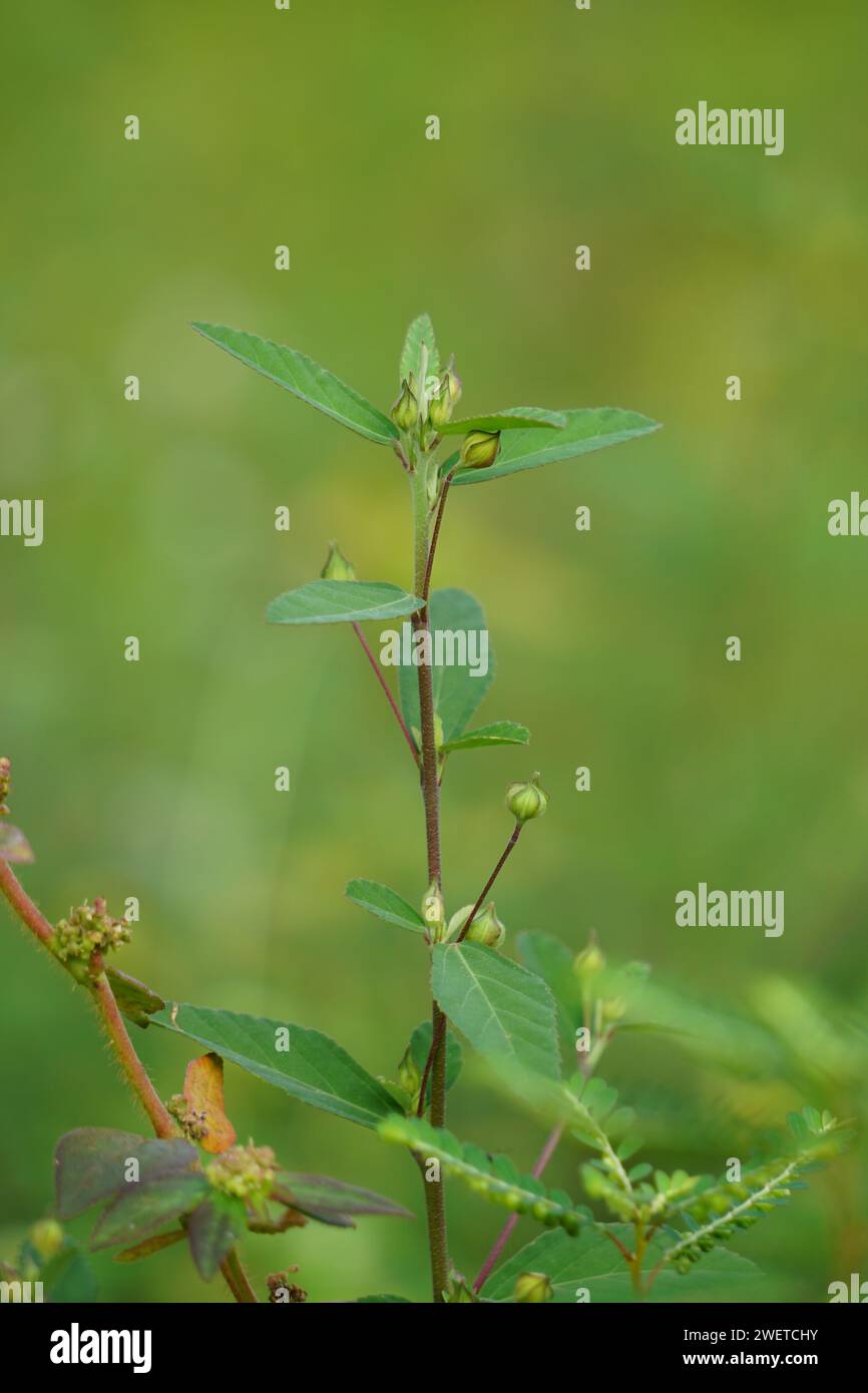 Malva rhombifolia hi-res stock photography and images - Alamy