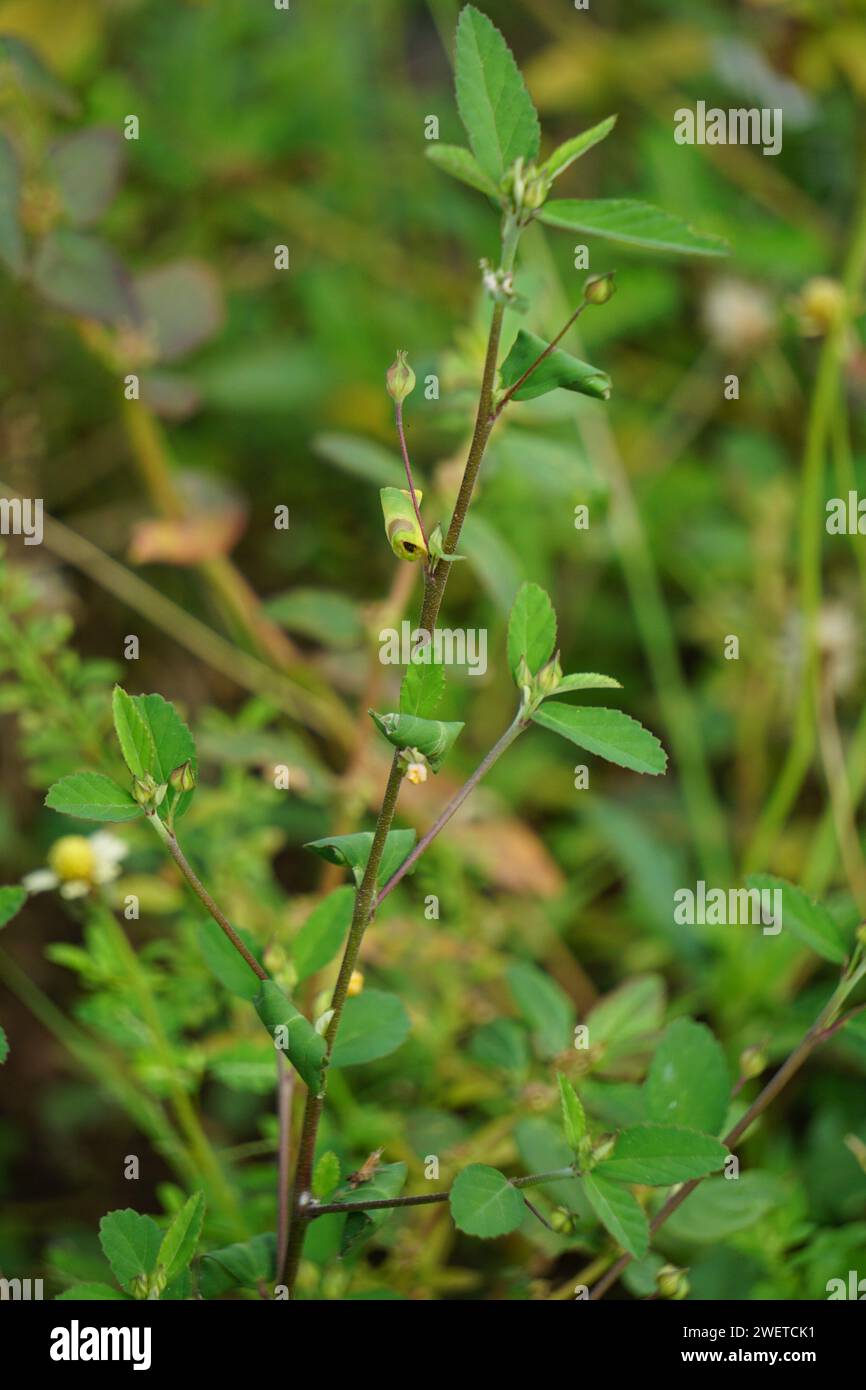Sida rhombifolia (Indian hemp) in the nature background. Also use as ...