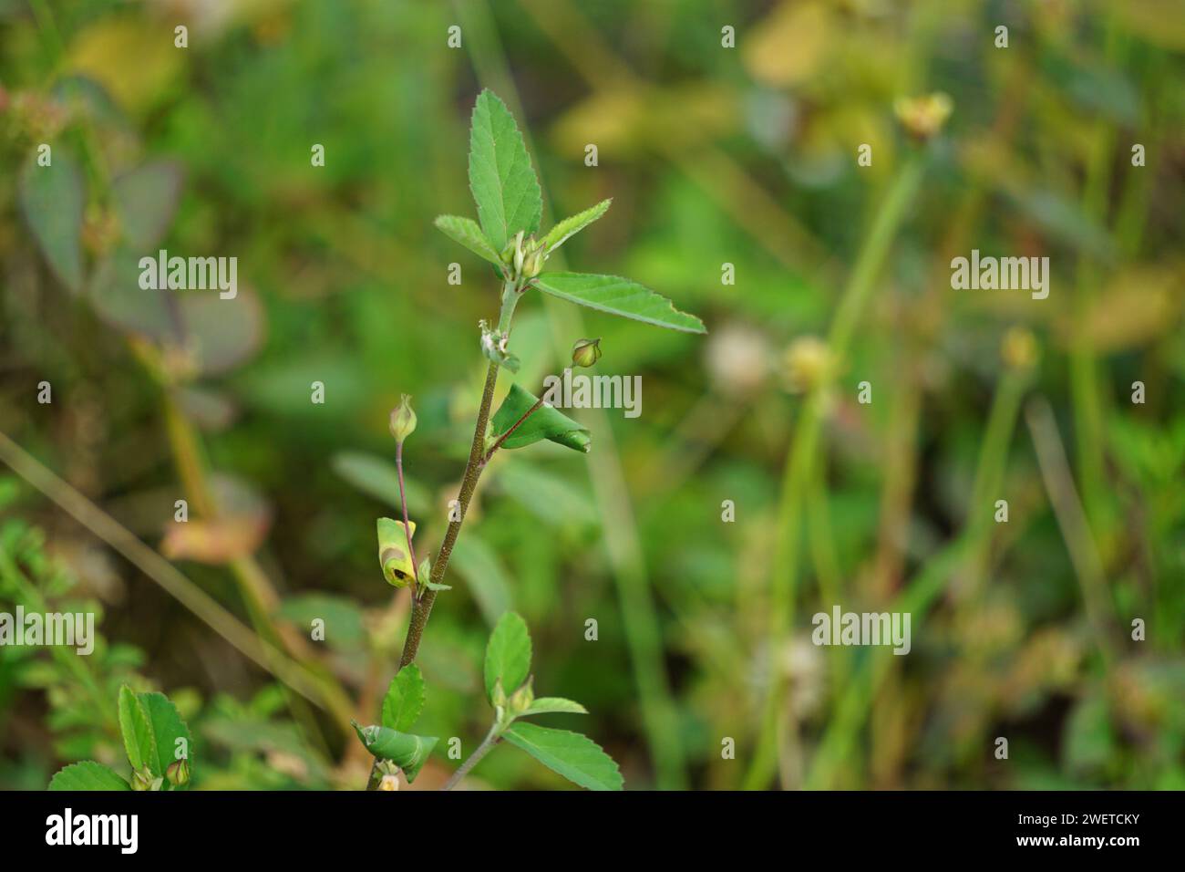 Sida rhombifolia (Indian hemp) in the nature background. Also use as ...