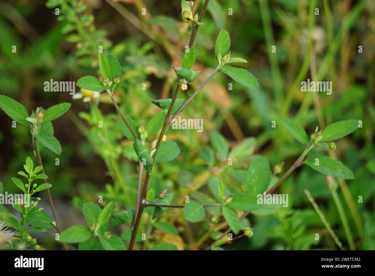 Sida rhombifolia (Indian hemp) in the nature background. Also use as ...
