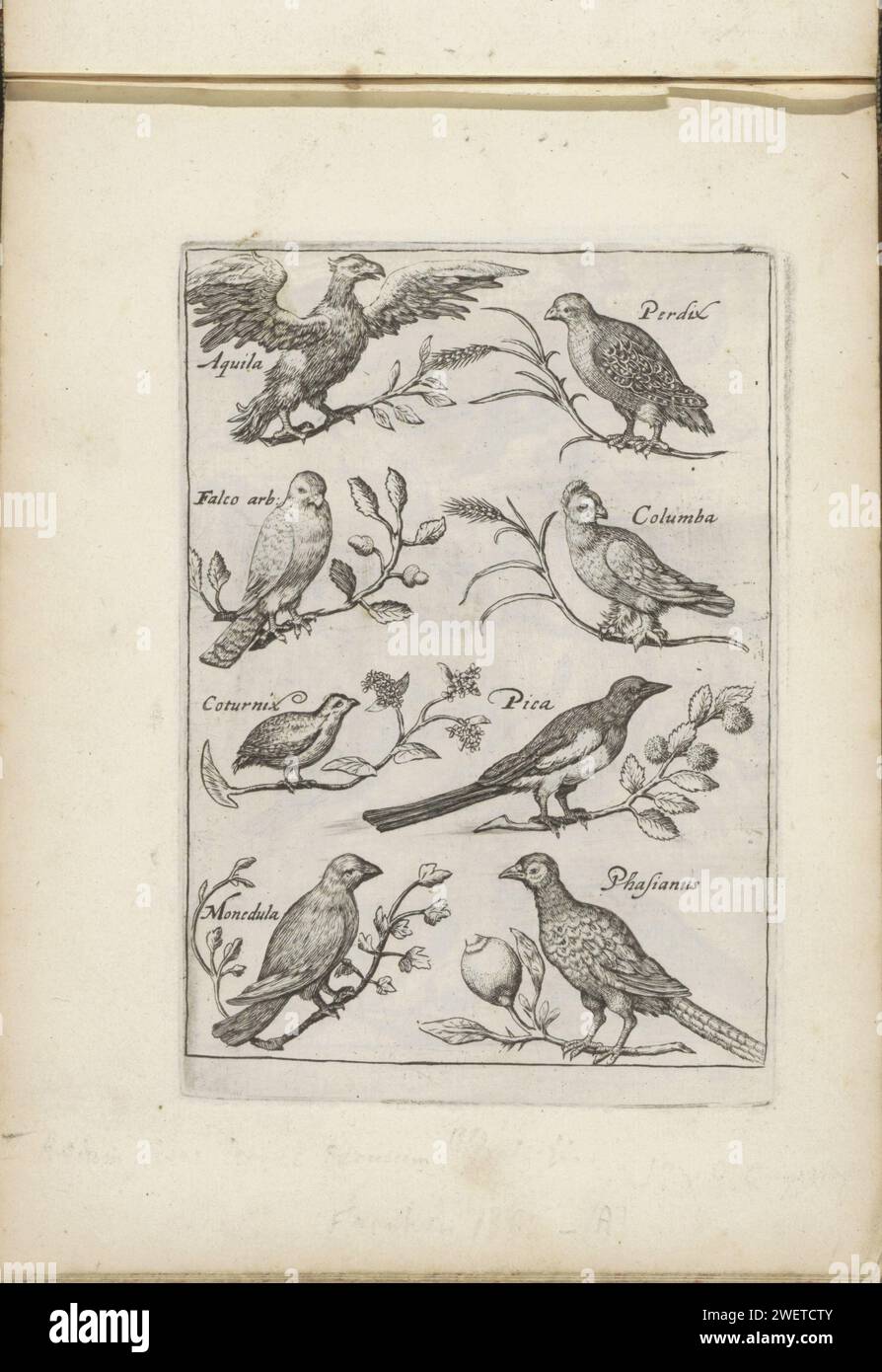 Eagle, partridge and other birds, 1635 - 1660 print Eight birds on ...
