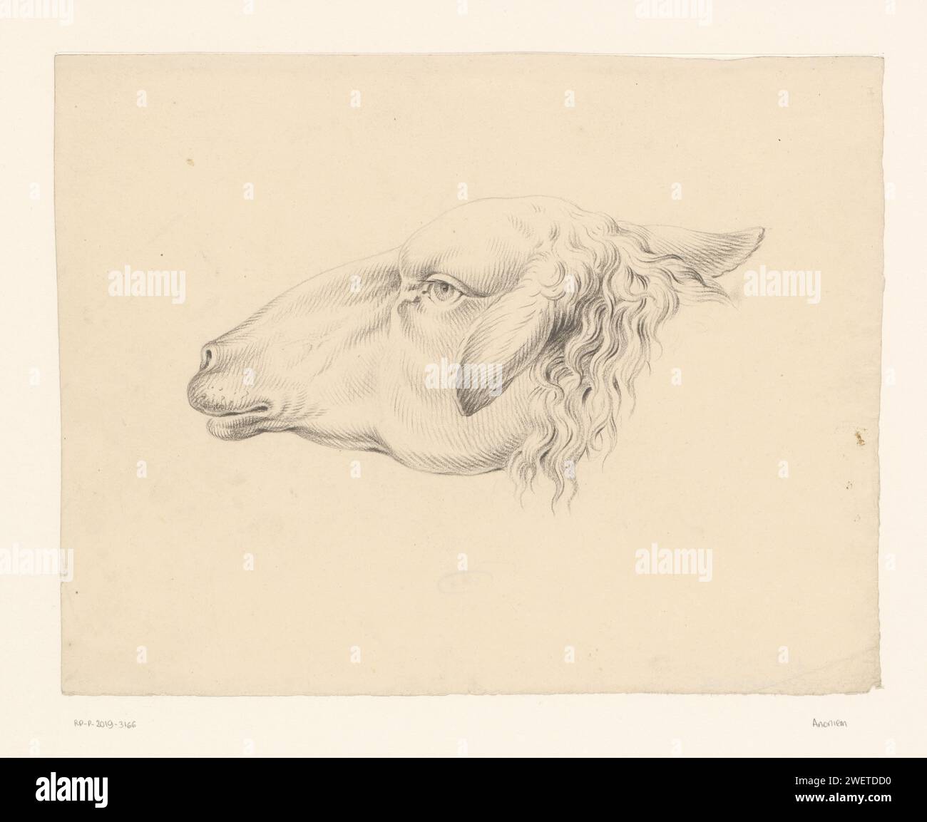Sheep's head, Anonymous, 1800 - 1899 print paper sheep Stock Photo - Alamy
