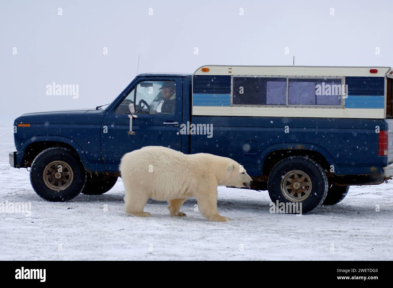polar bear, Ursus maritimus, curiously checks out a photographer's ...