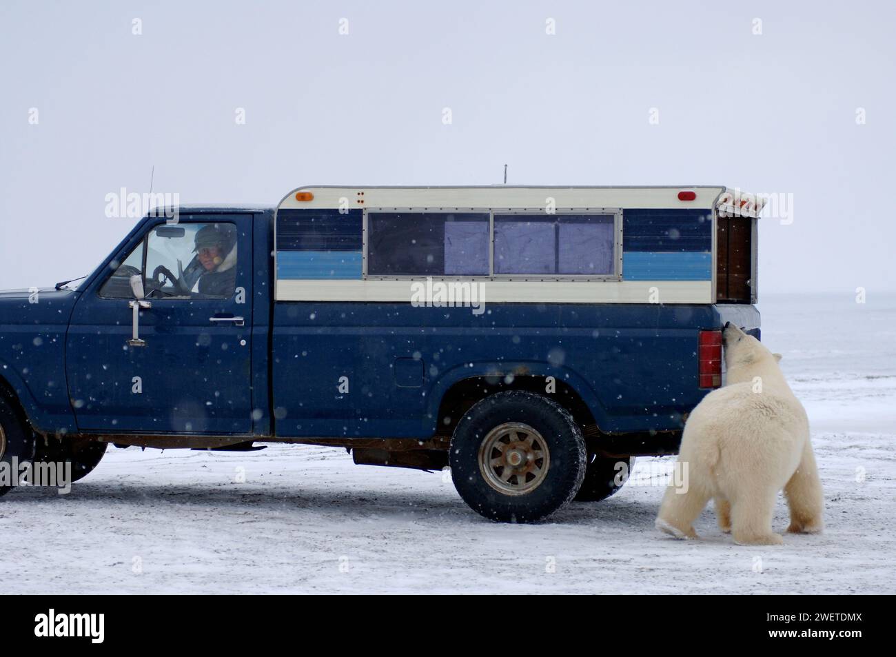 polar bear, Ursus maritimus, curiously checks out a photographer's ...