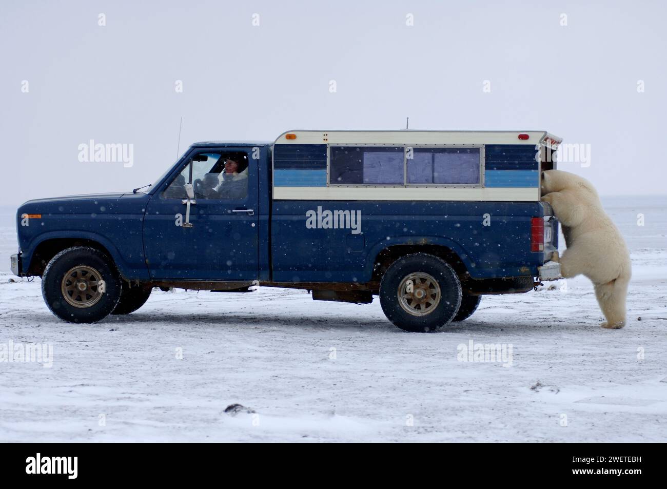 polar bear, Ursus maritimus, curious checks out a wildlife observers ...