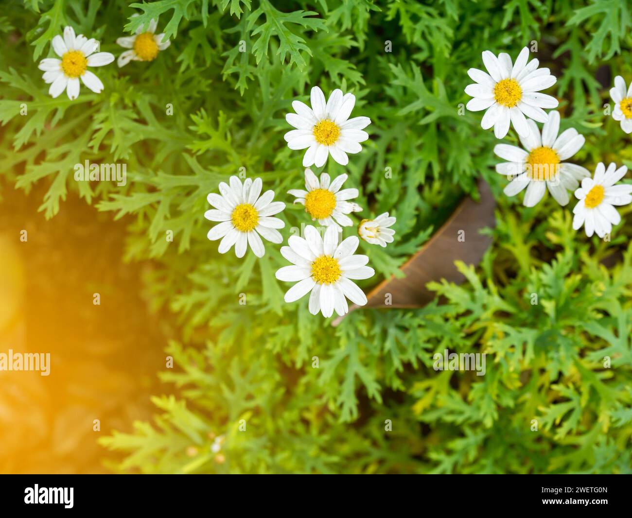 chamomile flower white color Stock Photo - Alamy