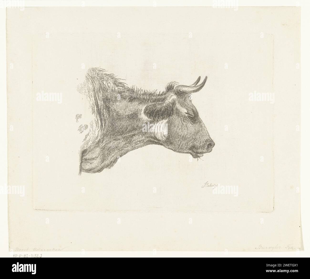 Head of Koe with grass bite in Bek, Frederik Christiaan Bierweiler ...