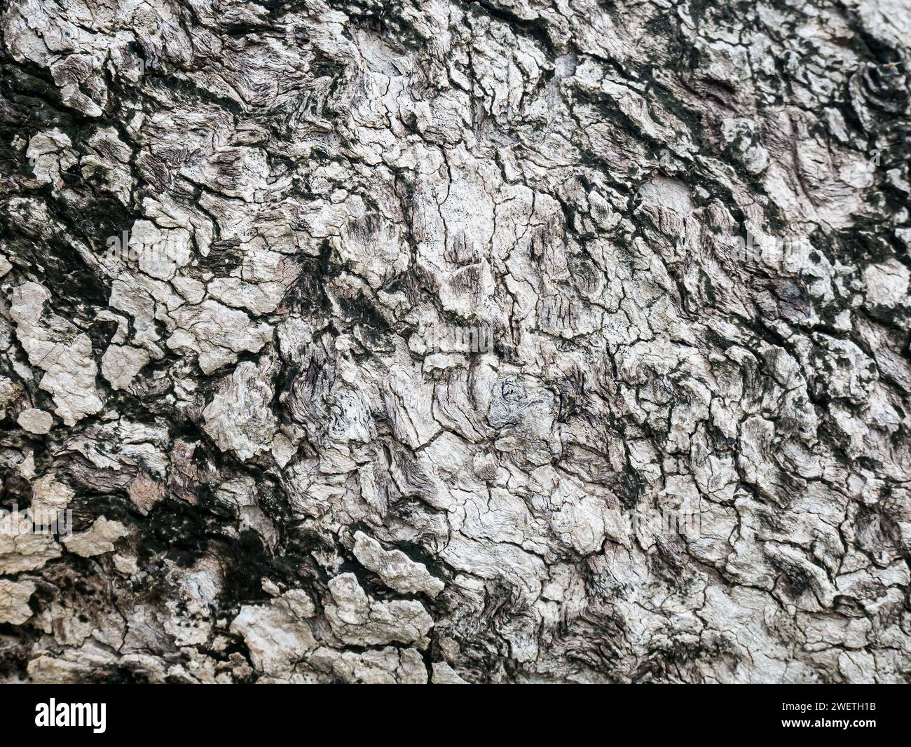 old tree bark texture background Stock Photo - Alamy