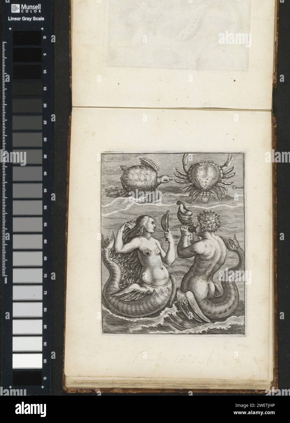 Mermaid turtle hi-res stock photography and images - Alamy