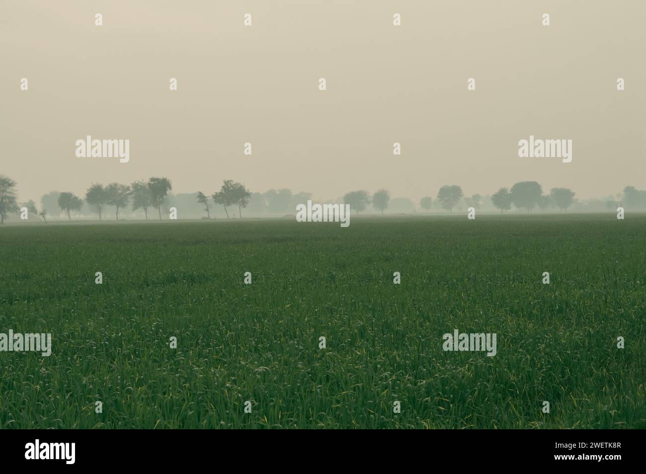 Green Wheat crops in pakistan Stock Photo - Alamy