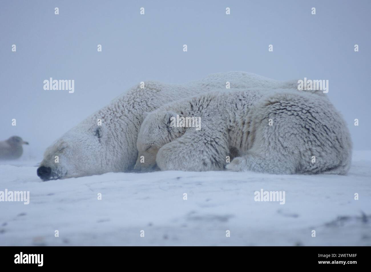 polar bears, Ursus maritimus, sow with cub sleeping on the pack ice ...