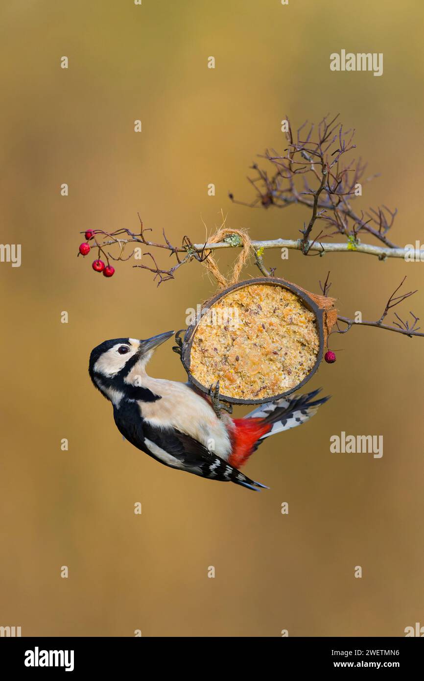 Great spotted woodpecker Dendrocopos major, adult female feeding on ...