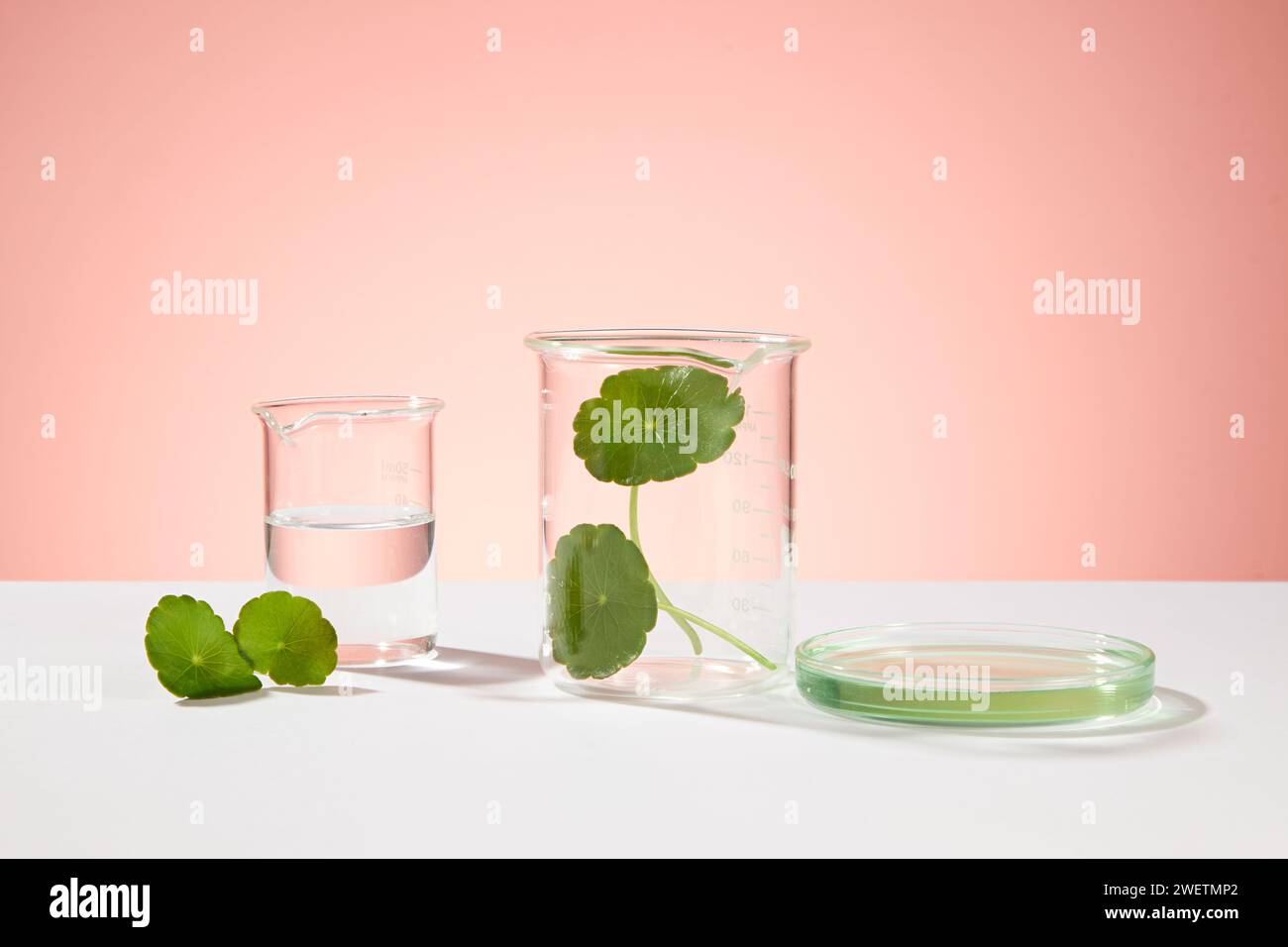 Front view of fresh gotu kola leaves and essence decorated on beaker ...