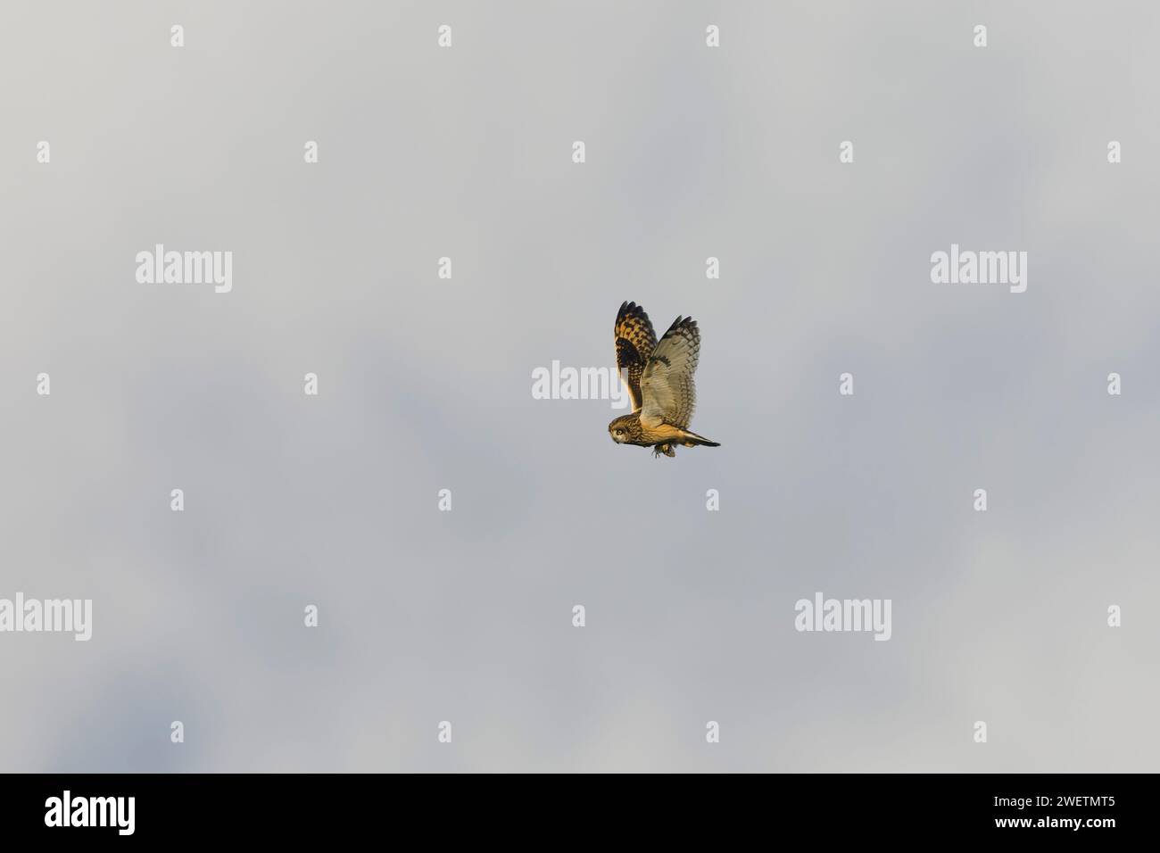 Short-eared owl Asio flammeus, adult flying with Short-tailed vole ...