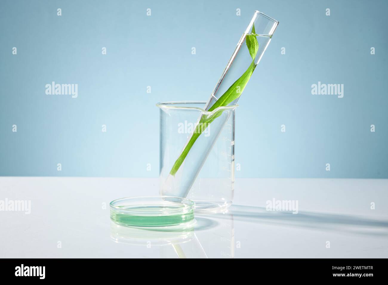 Fresh seaweed leaves on test tube, beaker and petri dish on blue ...