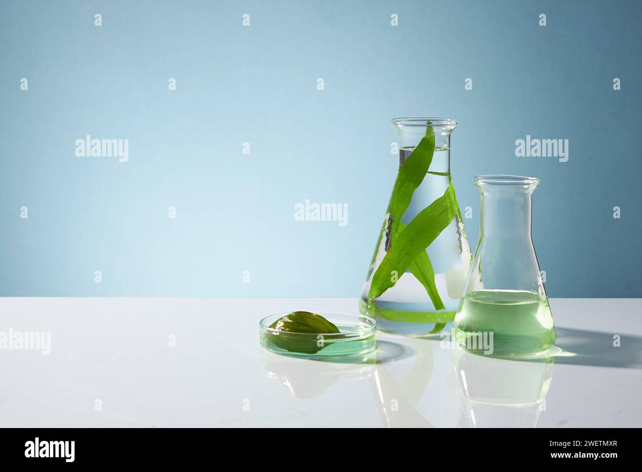 Front view of erlenmeyer flask and petri dish containing green seaweed ...