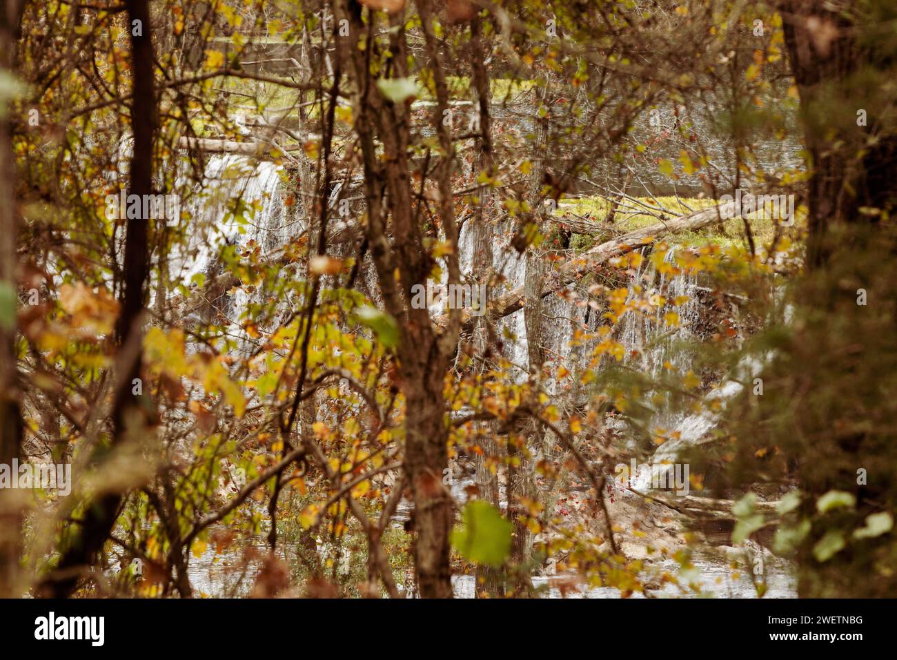 obscured view of a river through trees Stock Photo - Alamy