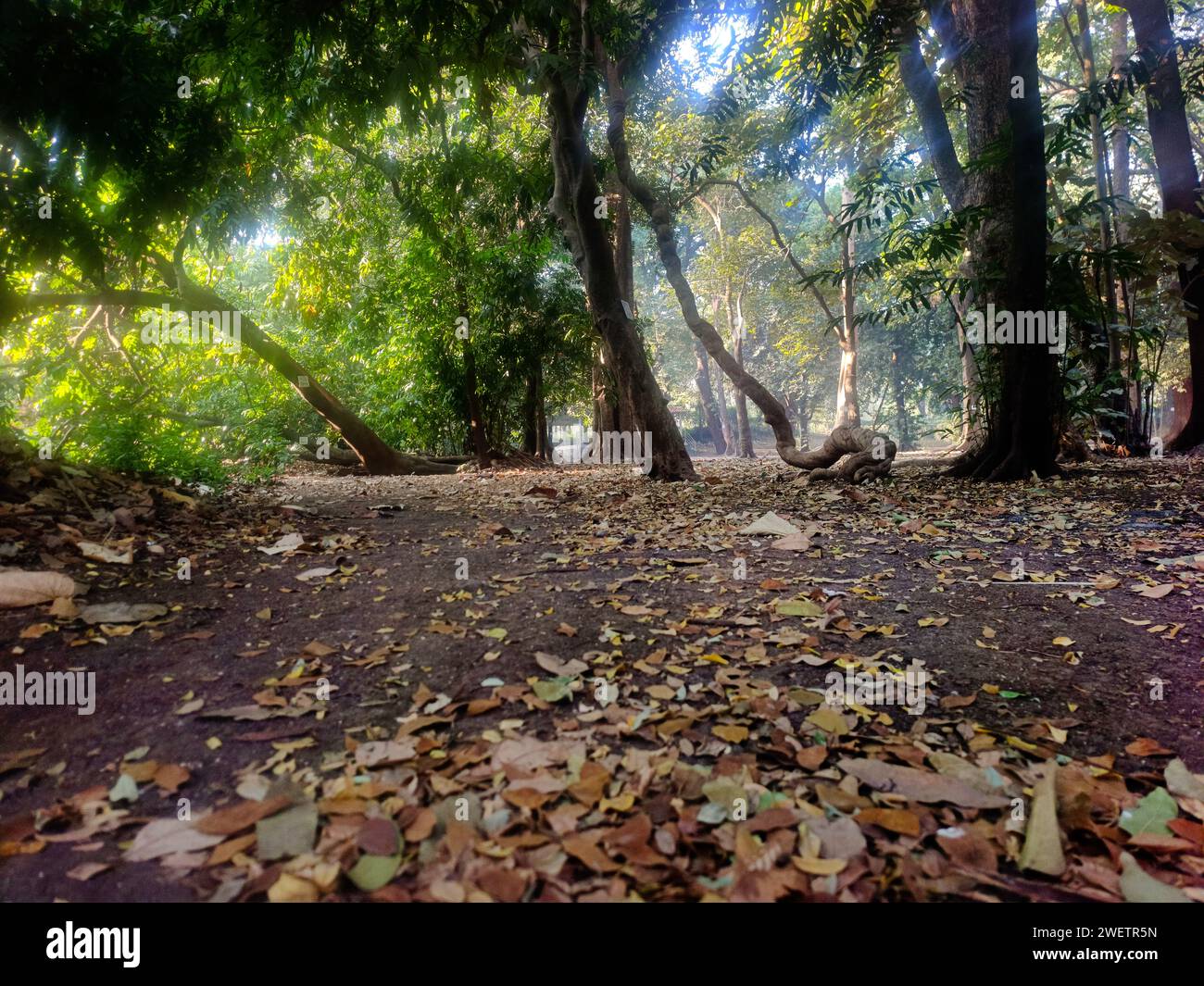 25 January 2024, Pune, India, Empress Botanical Garden, a beautiful ...