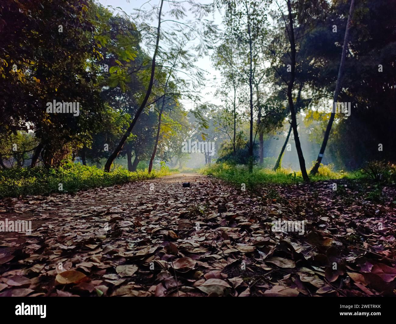 25 January 2024, Pune, India, Empress Botanical Garden, a beautiful ...