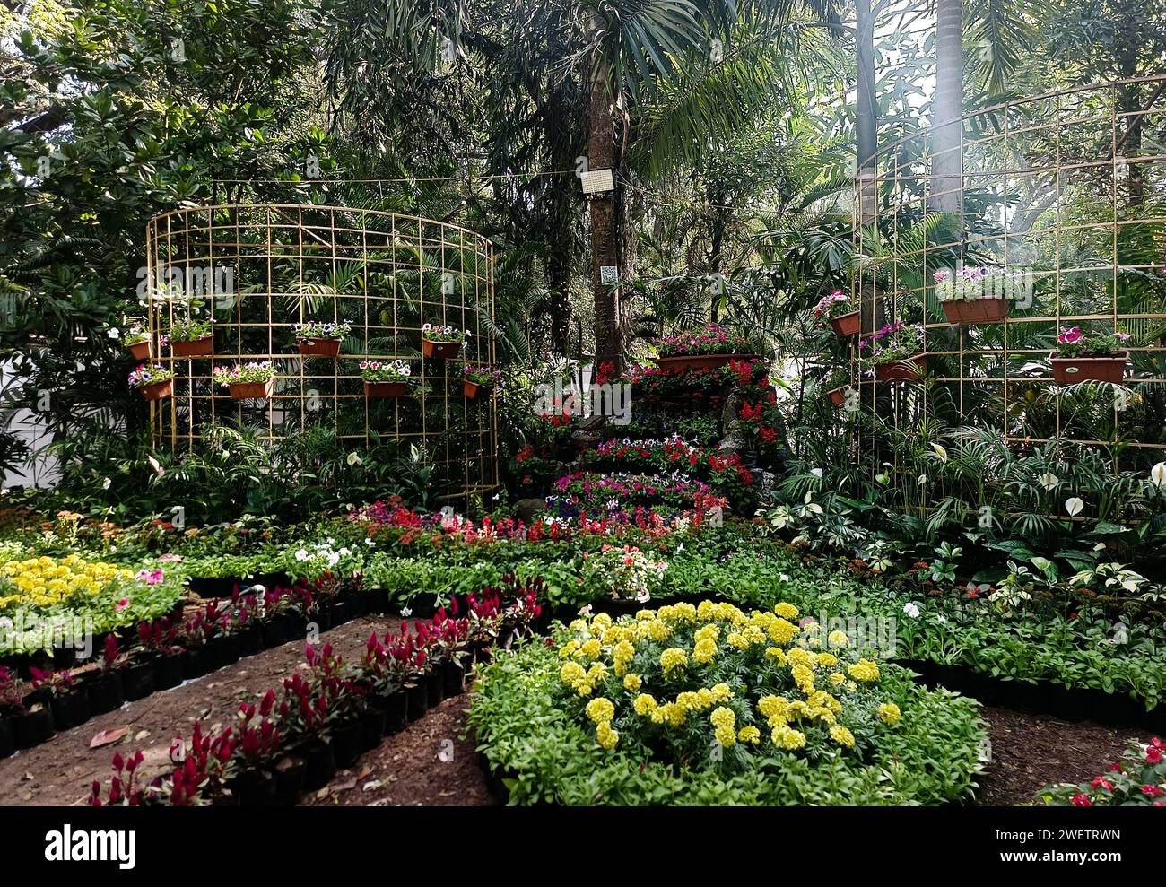 25 January 2024, Pune, India, Empress Botanical Garden, a beautiful ...