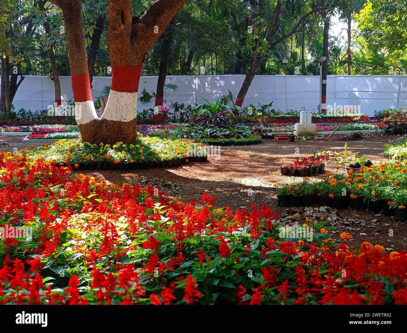 25 January 2024, Pune, India, Empress Botanical Garden, a beautiful ...