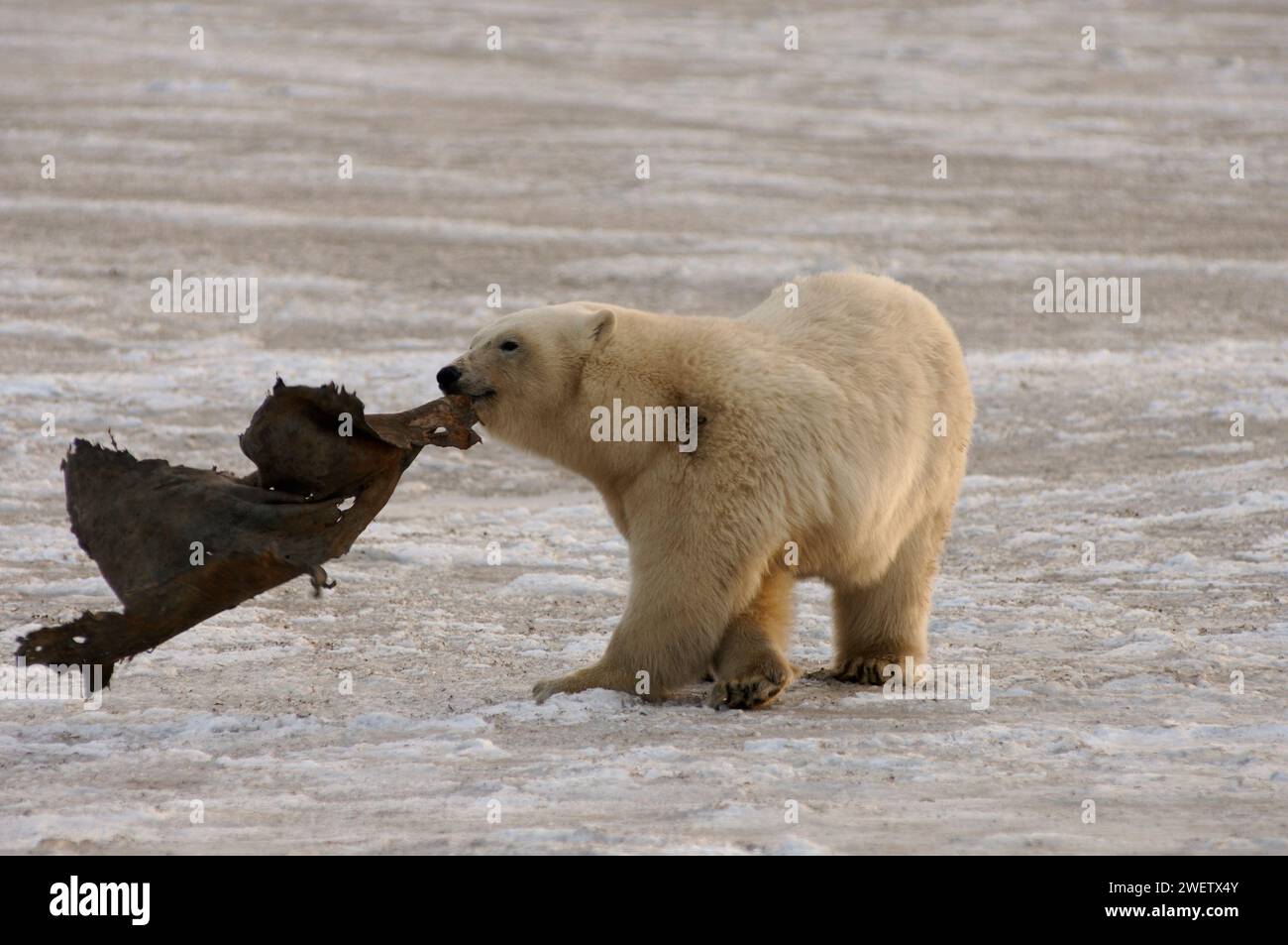 polar bear, Ursus maritimus, cub playing with a rag, 1002 coastal plain ...