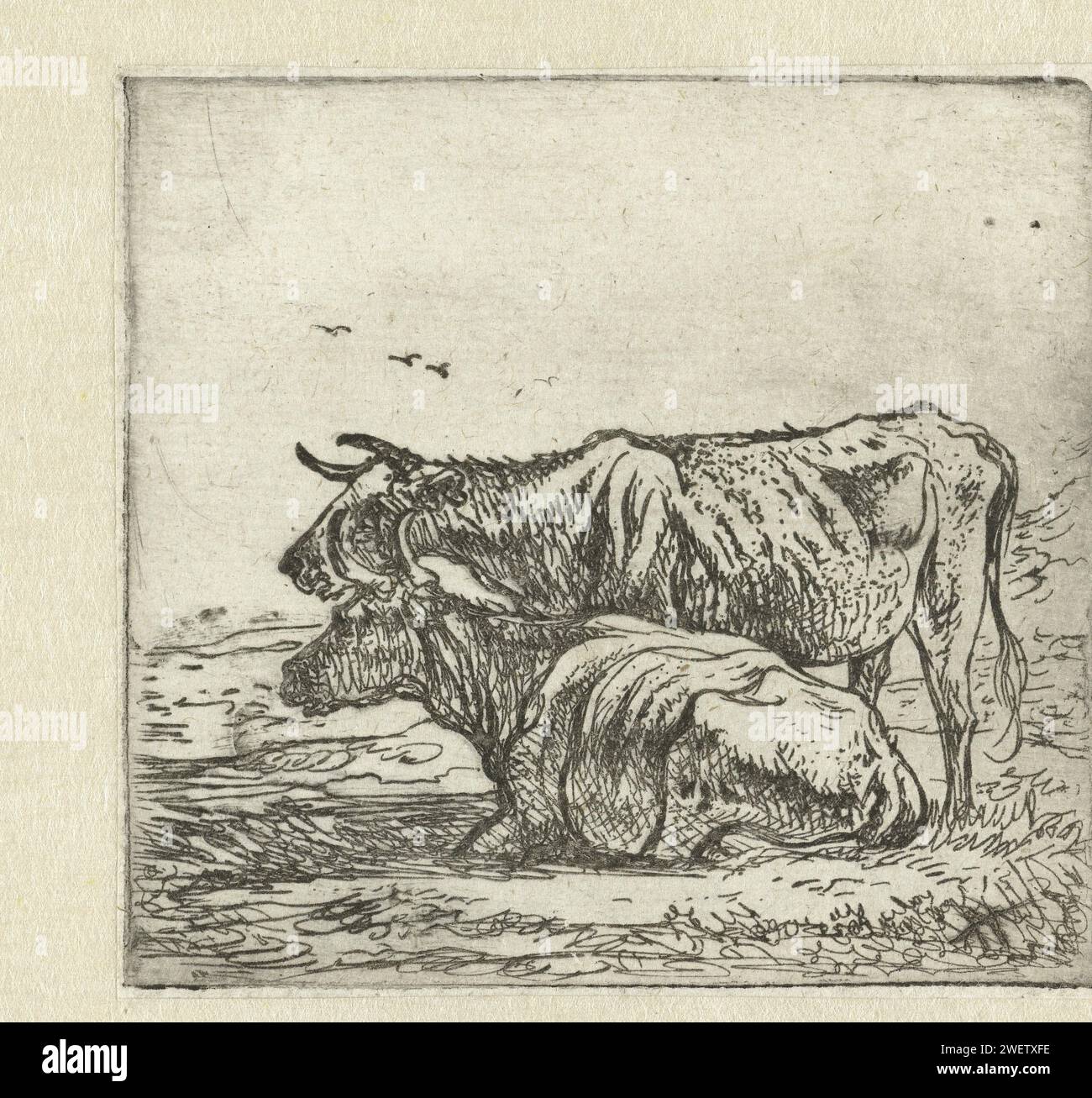 Cuyp cow hi-res stock photography and images - Alamy