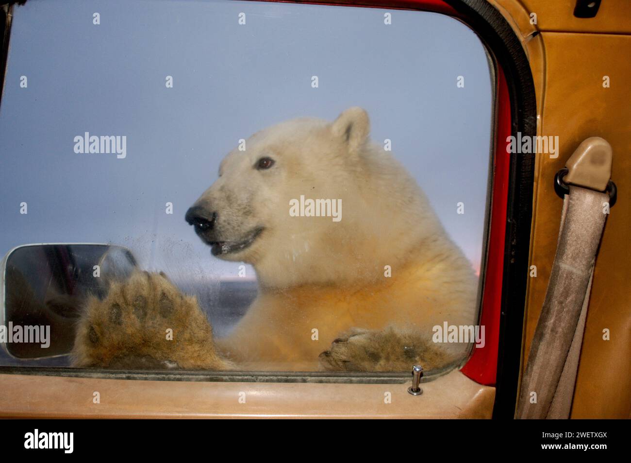 polar bear, Ursus maritimus, curiously looks in truck window, 1002 ...