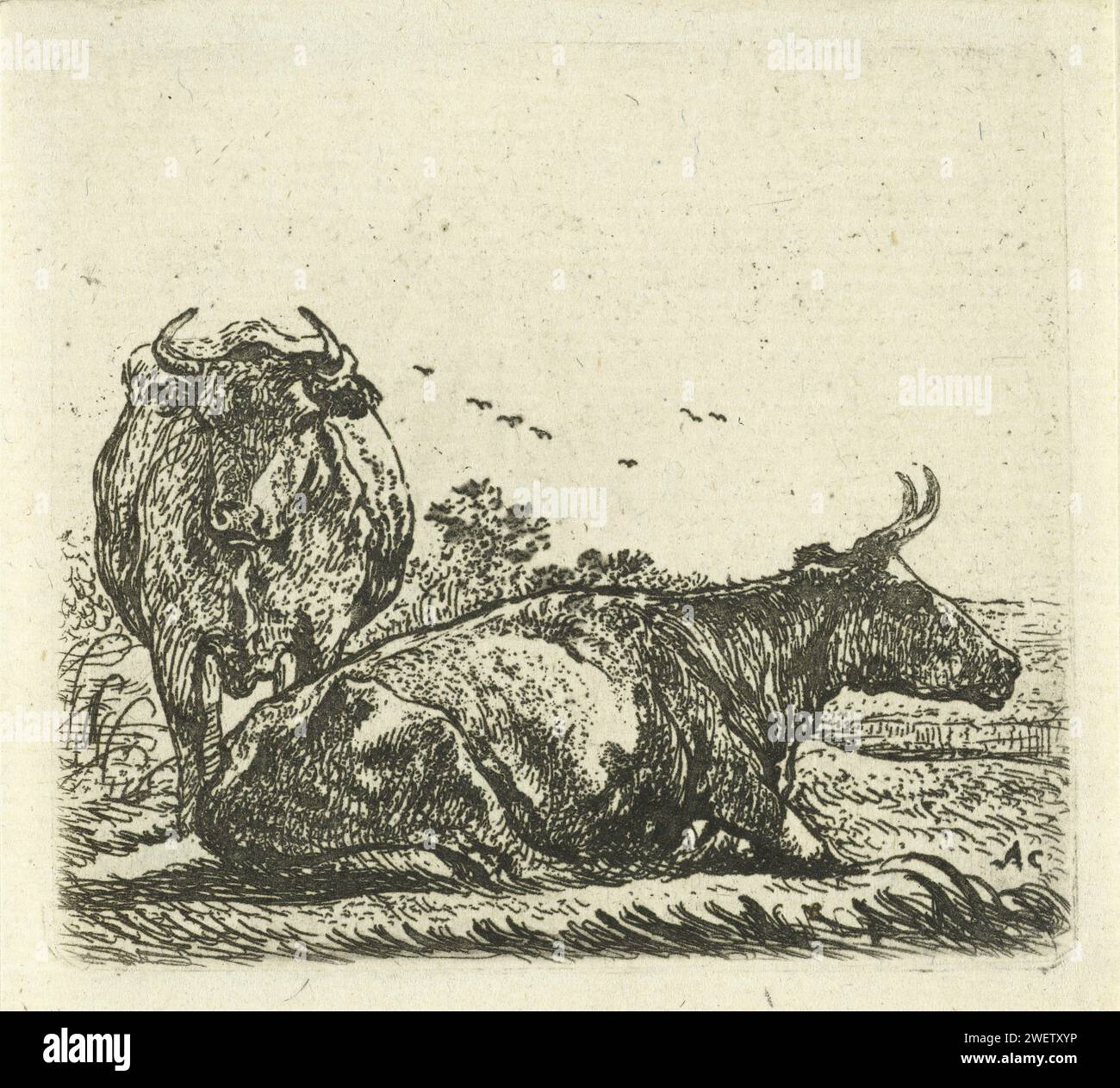 Two cows, Aelbert Cuyp, 1630 - 1691 print paper etching cow Stock Photo ...
