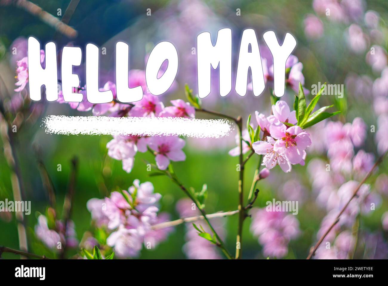 Hello May - Springtime, pink flowers blossoming twigs. The beginning of ...