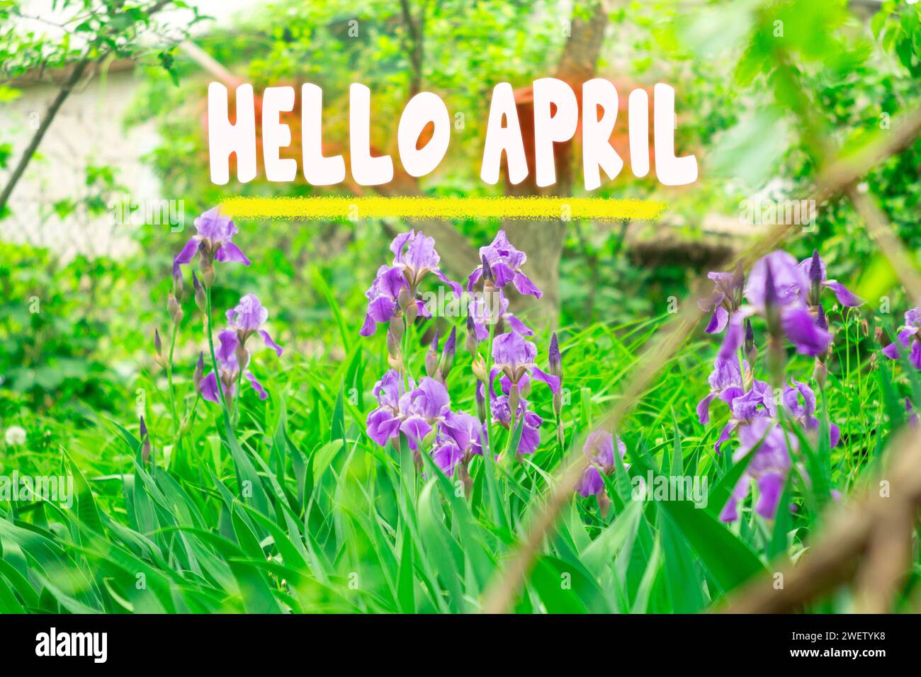 Hello April - Springtime, flowers blossoming twigs. The beginning of ...