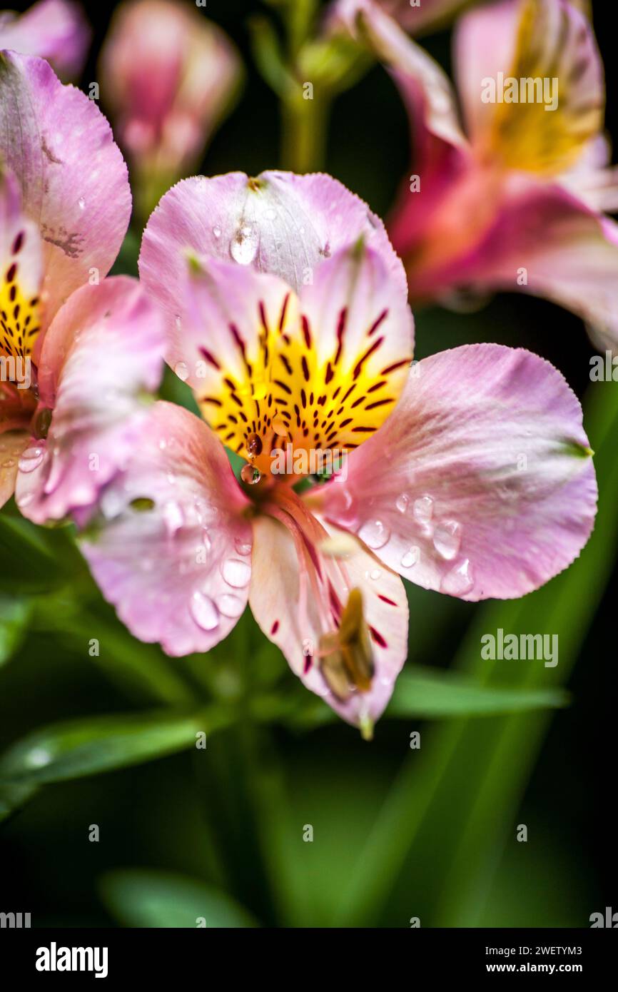 Inca lily hi-res stock photography and images - Alamy
