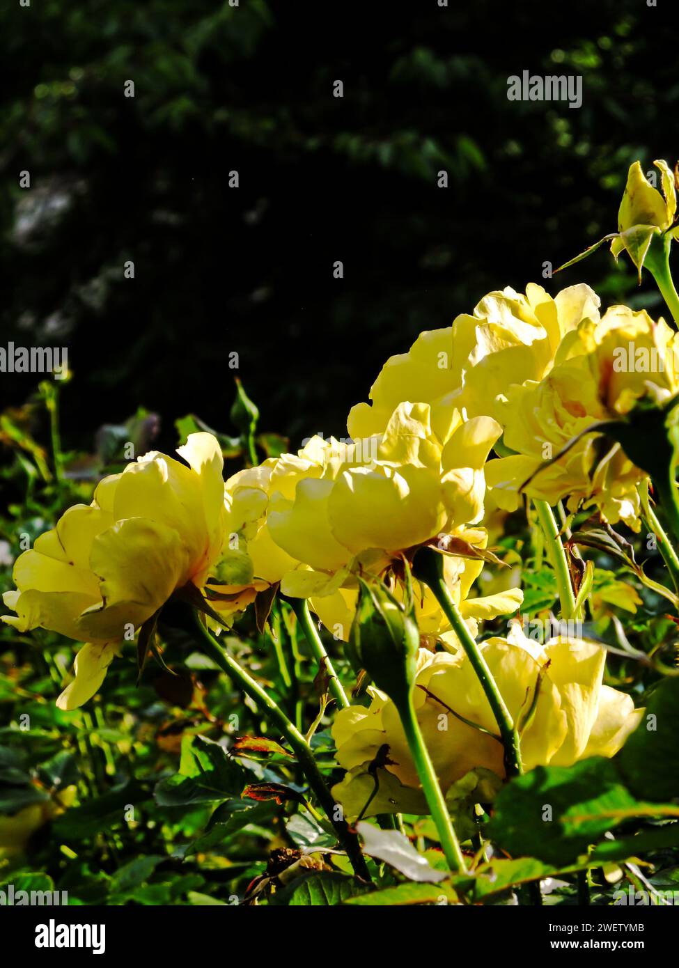 Cultivated double variety hi-res stock photography and images - Alamy