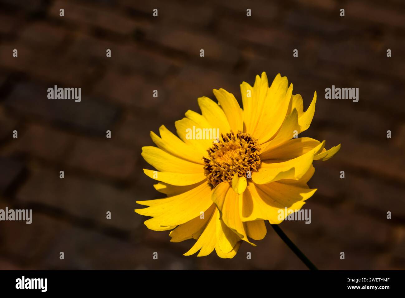 The bright Yellow flower head of a Desert Marigold, Baileya ...