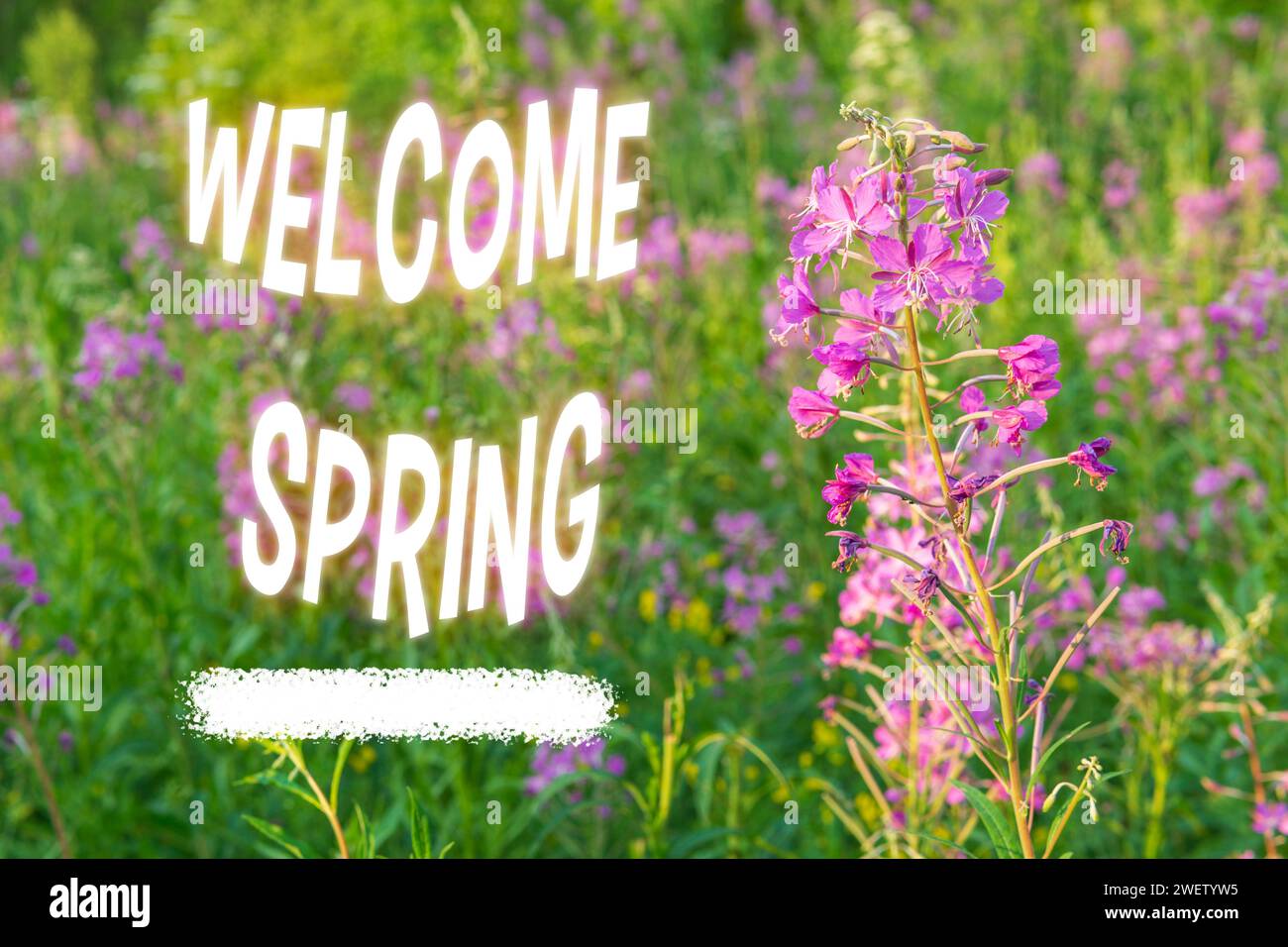 Springtime concept with wild flowers green background, selective focus ...